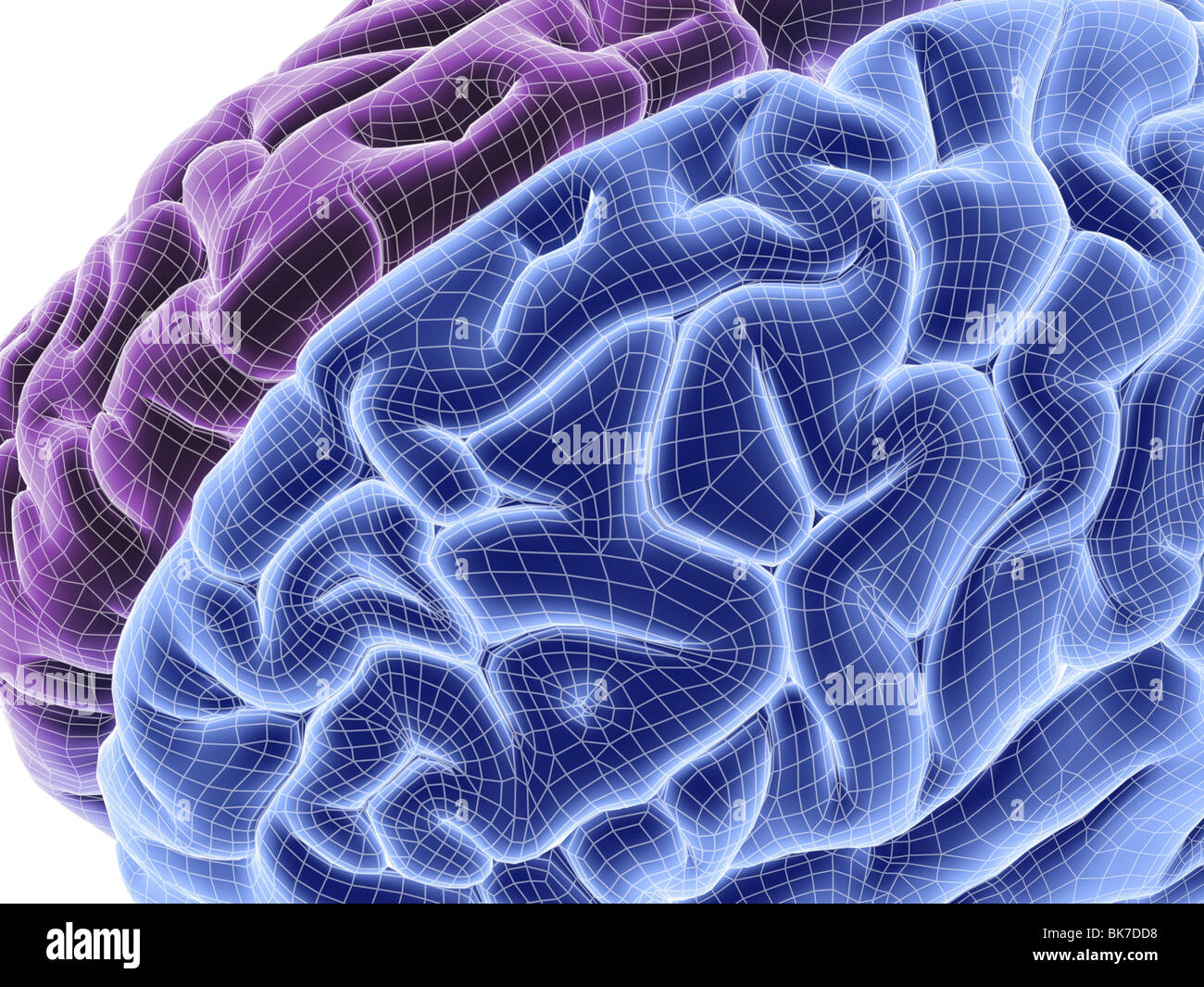 Anatomy brain grid organ hi-res stock photography and images - Alamy
