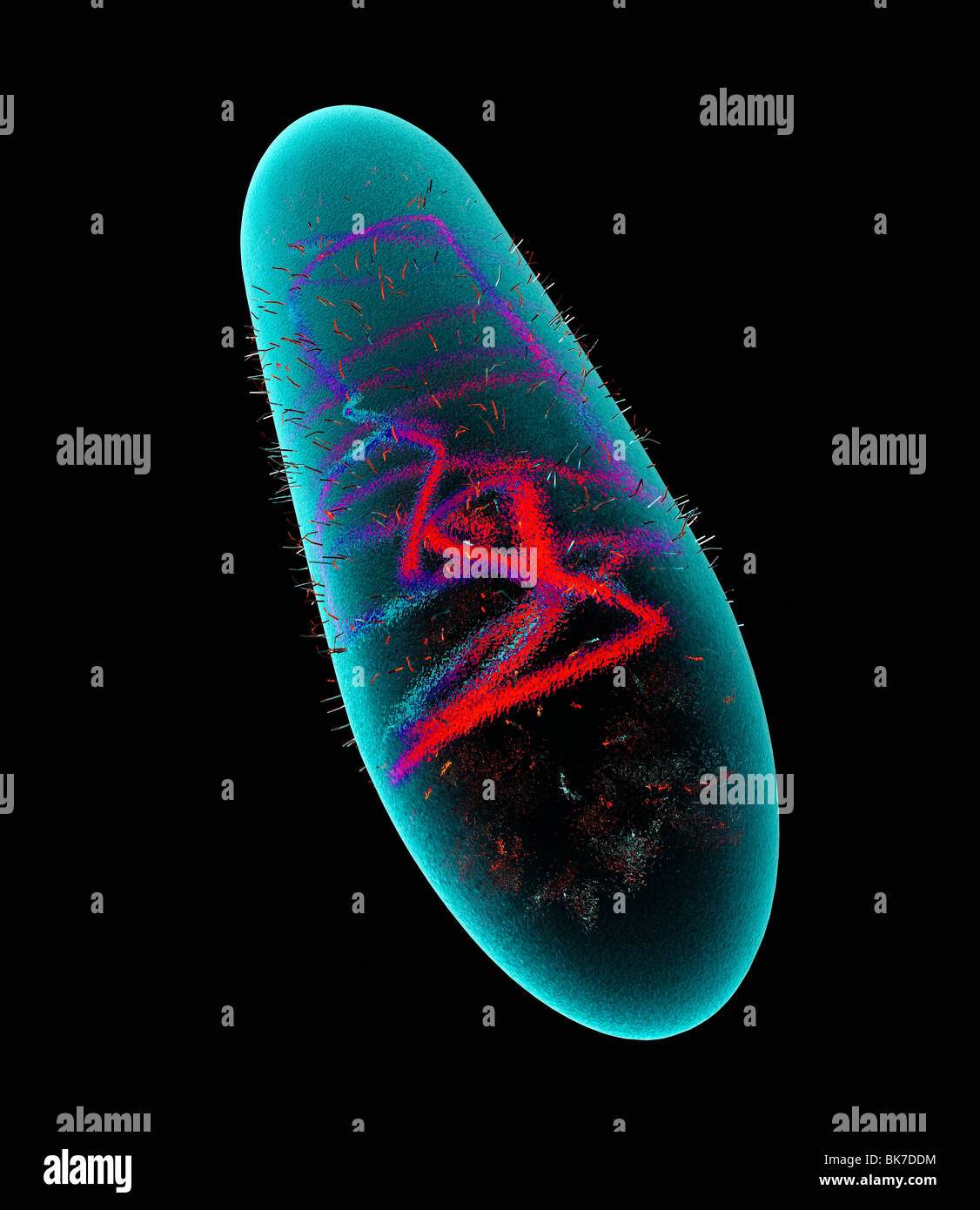 Bacillus bacteria, artwork Stock Photo - Alamy