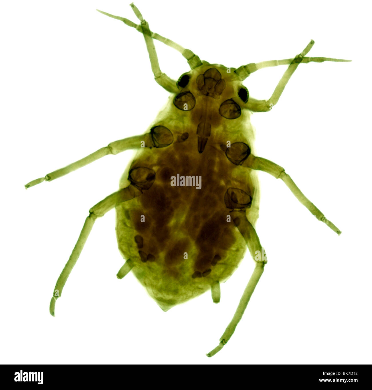 Aphid, light micrograph Stock Photo - Alamy