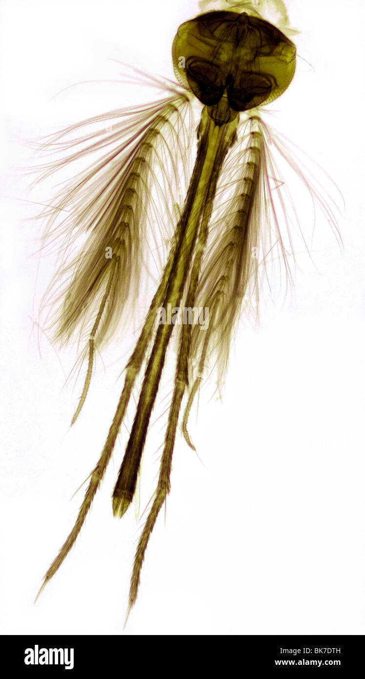 Micrograph magnified Cut Out Stock Images & Pictures - Alamy