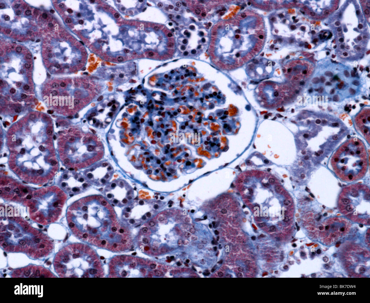 Glomerulus Kidney High Resolution Stock Photography and Images - Alamy