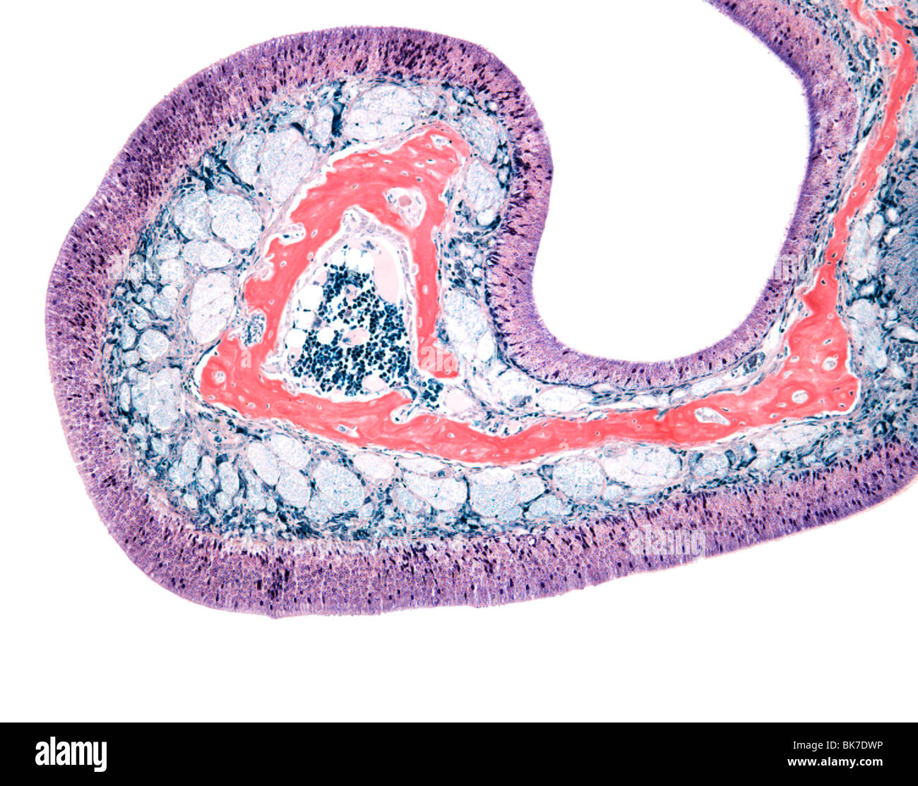 Nasal lining, light micrograph Stock Photo - Alamy