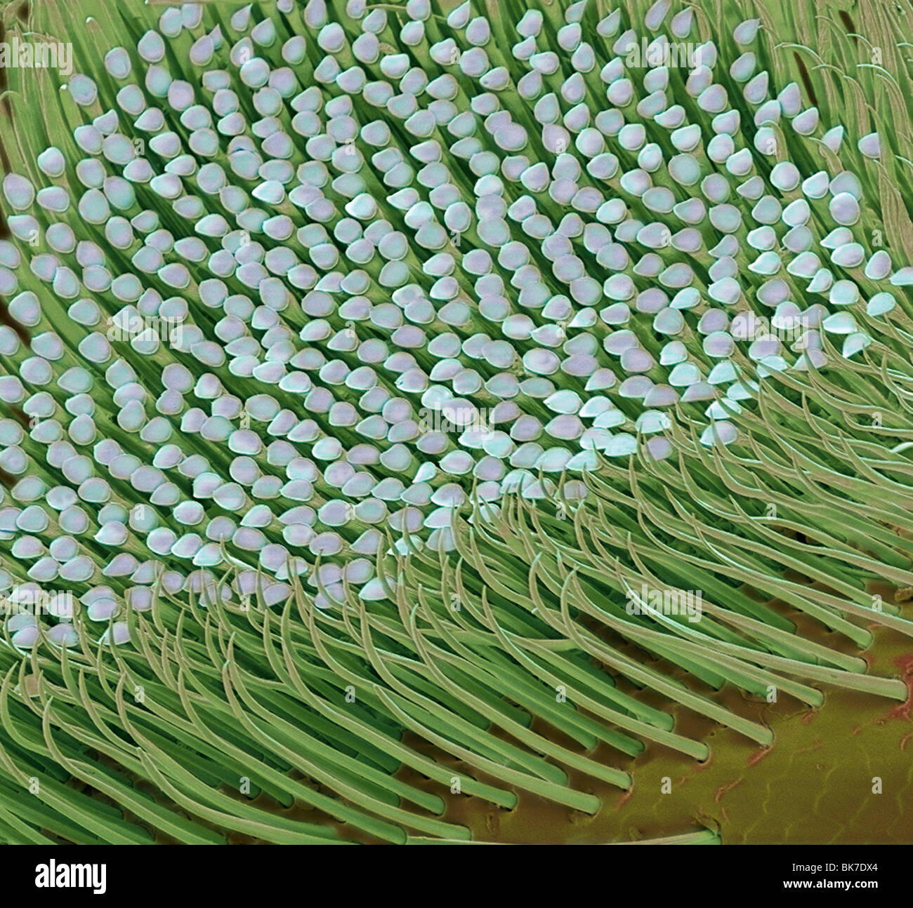 Insects foot micrograph hi-res stock photography and images - Alamy