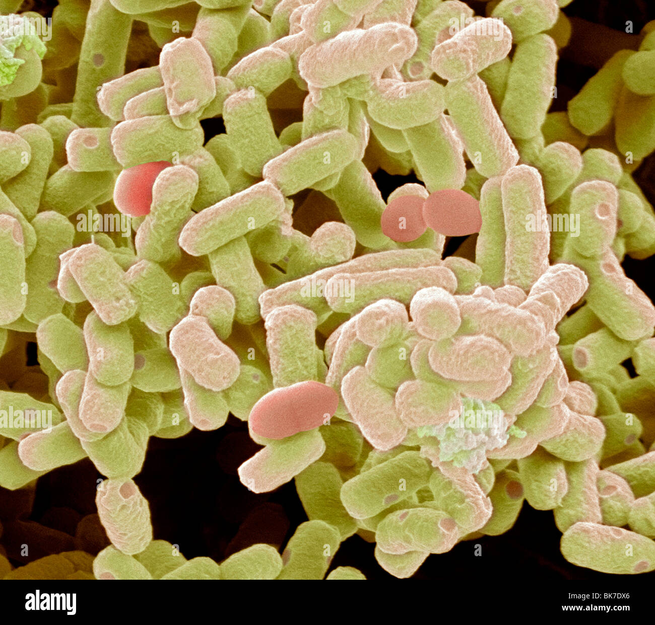 Escherichia coli light micrograph hi-res stock photography and images ...