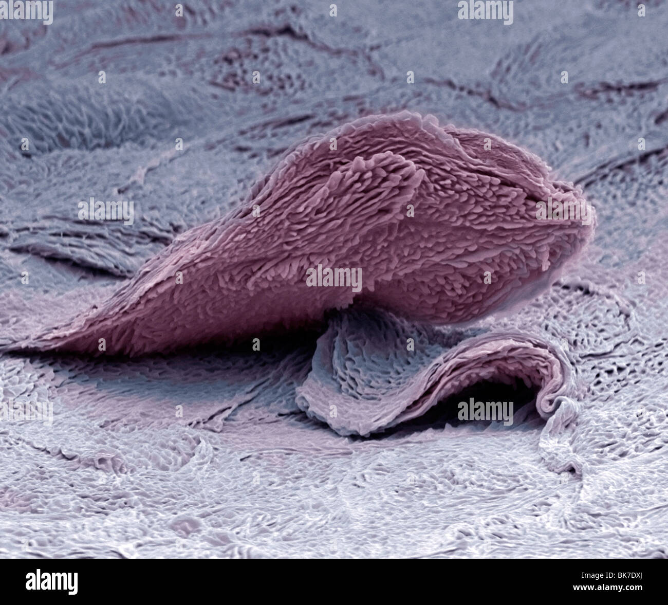 Skin cell, SEM Stock Photo - Alamy