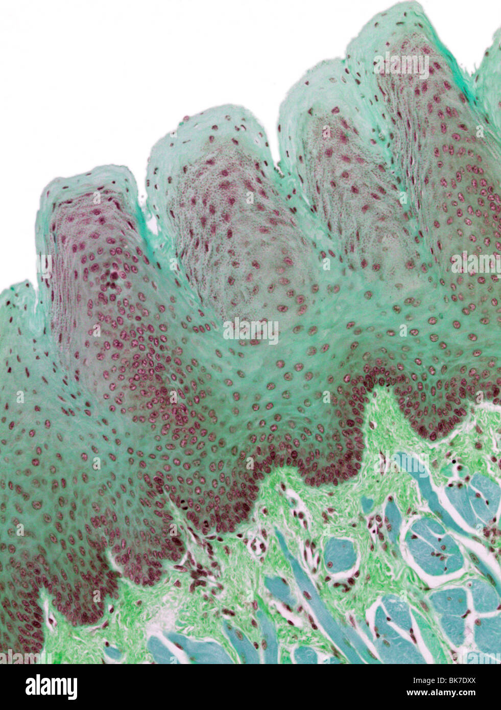 Taste buds human tongue hi-res stock photography and images - Alamy