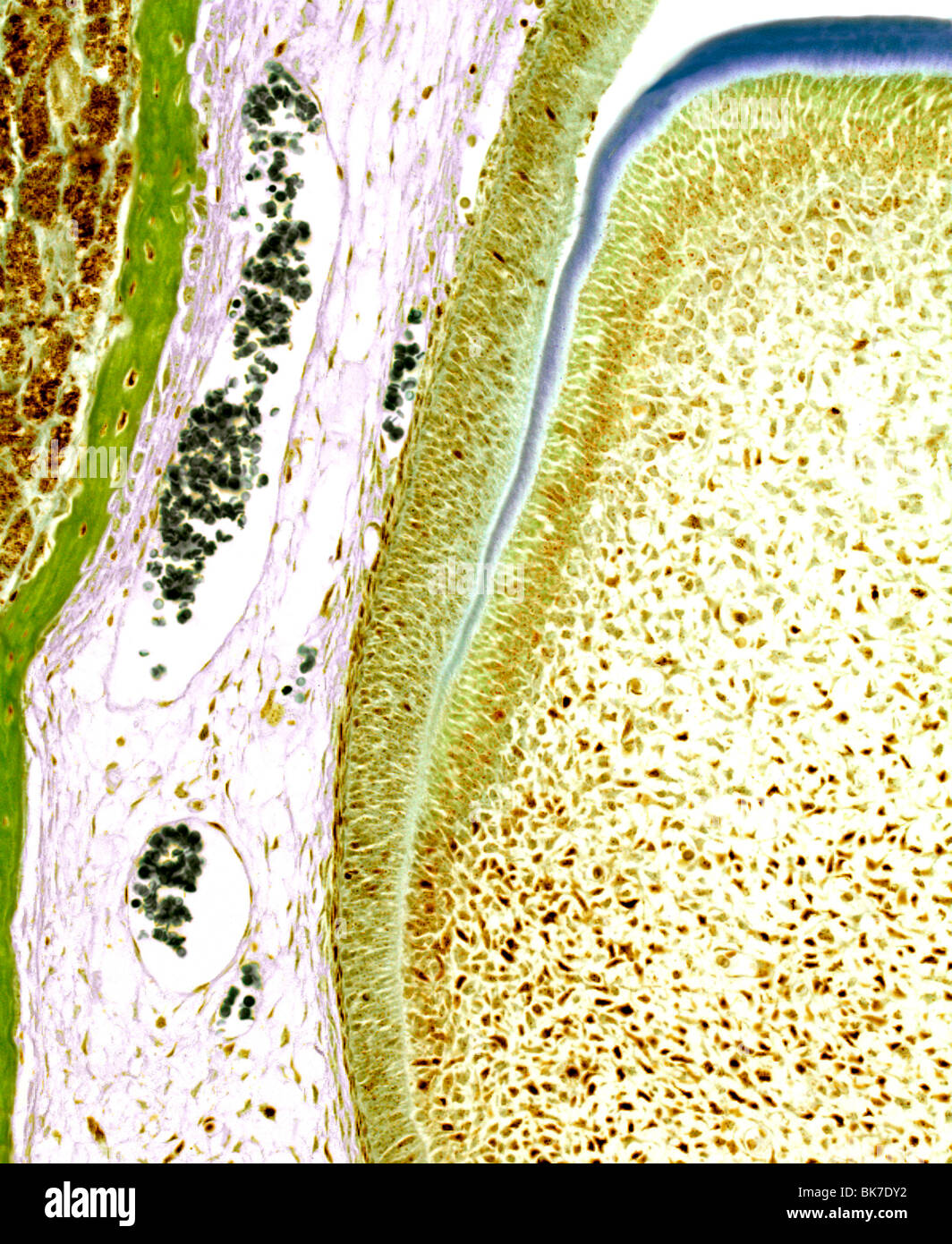 Developing tooth, light micrograph Stock Photo - Alamy