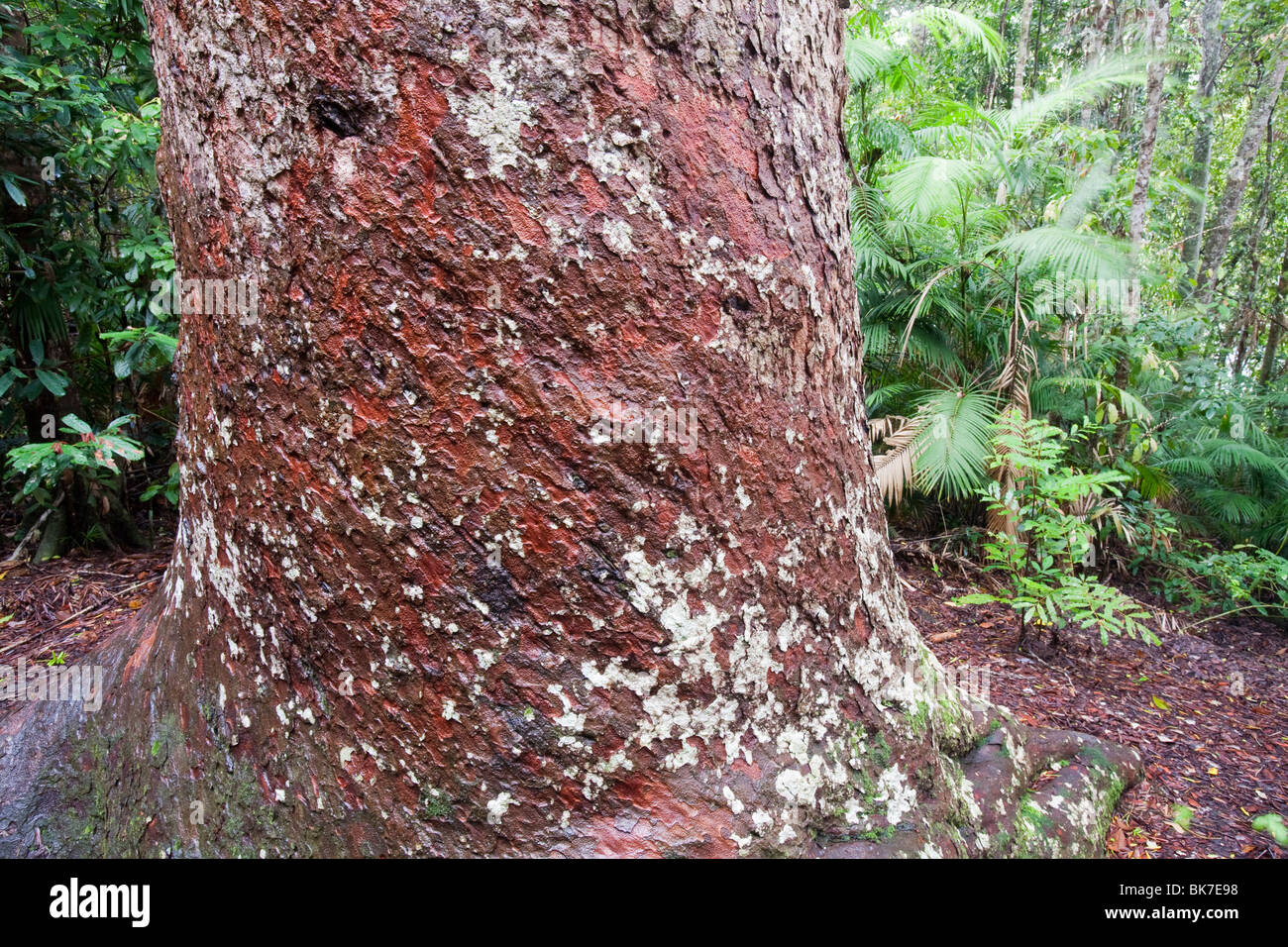 Kauri tree hi-res stock photography and images - Alamy