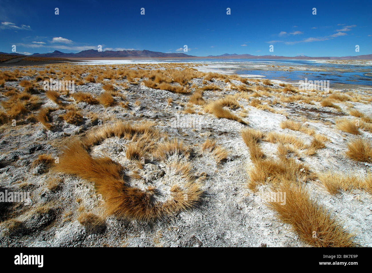 Flora of bolivia hi-res stock photography and images - Alamy
