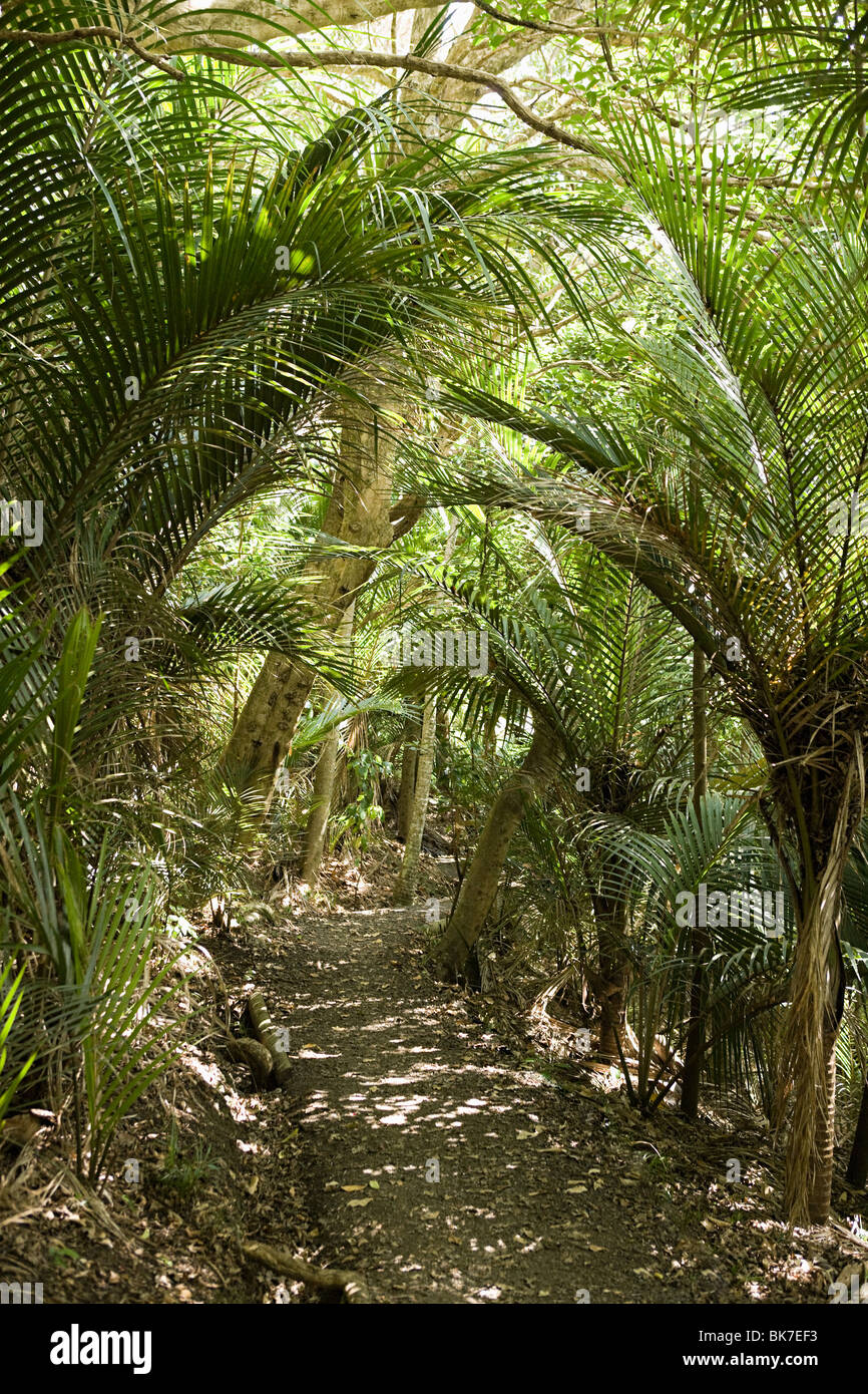 hiking path through native bush, Wendeholm National Park Stock Photo ...