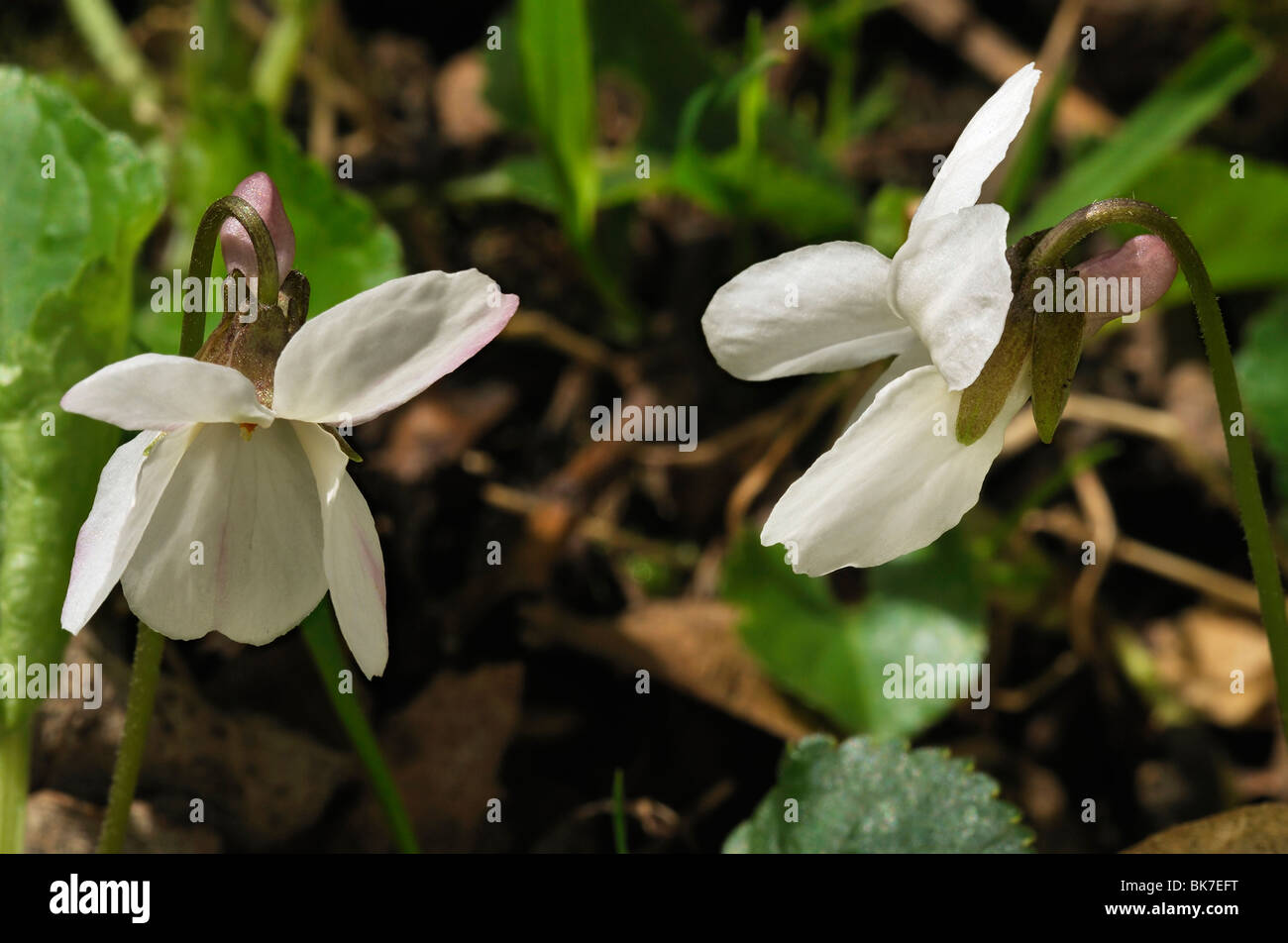 White Sweet Violet - Viola odorata Stock Photo - Alamy
