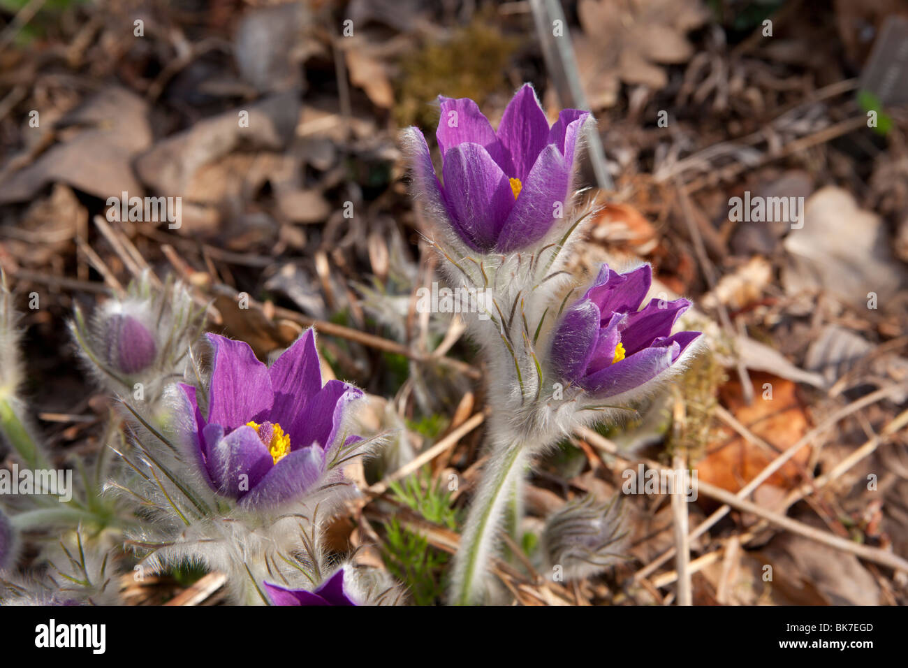 Halleri hi-res stock photography and images - Alamy