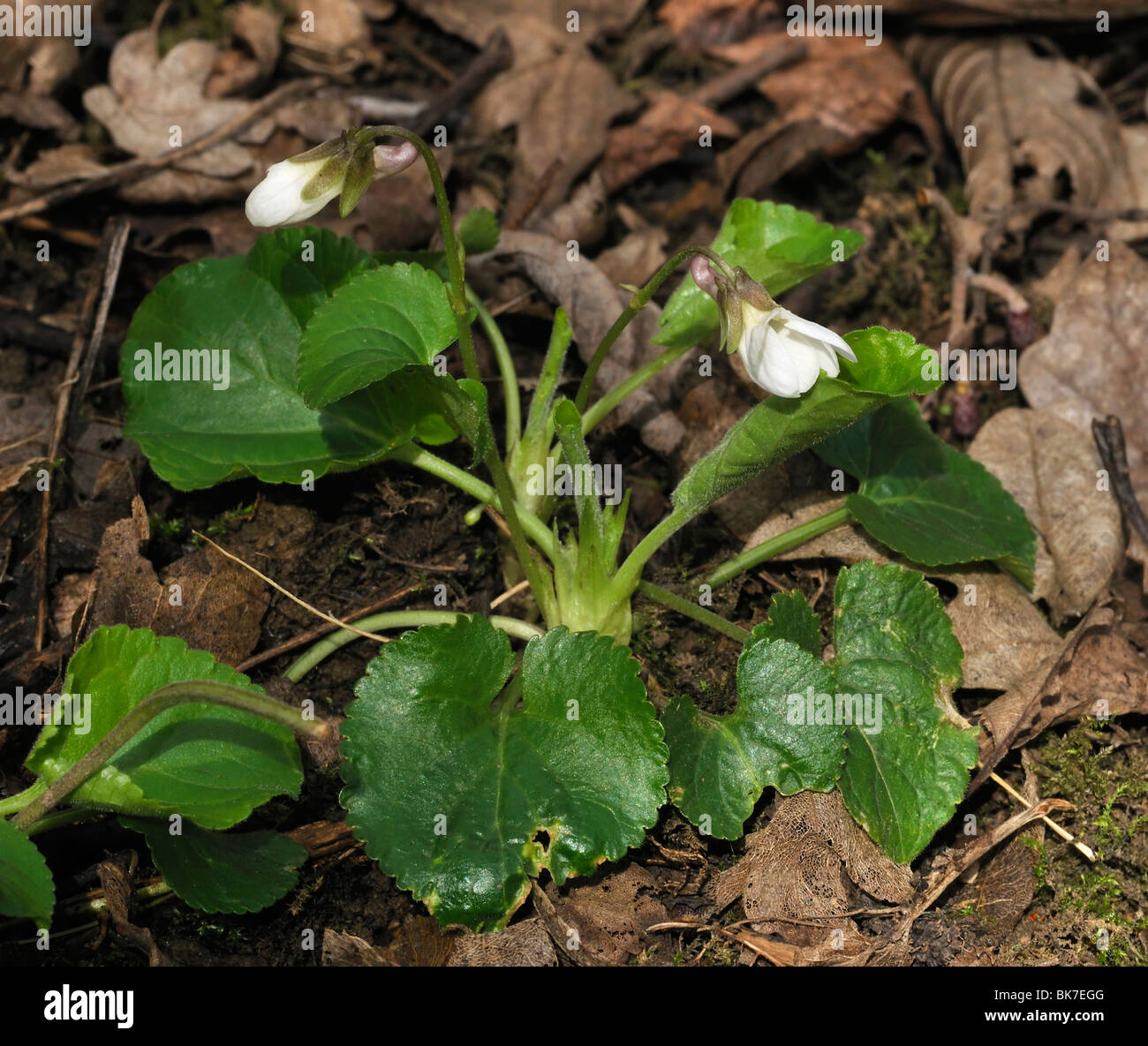 White Sweet Violet - Viola odorata Whole plant Stock Photo - Alamy
