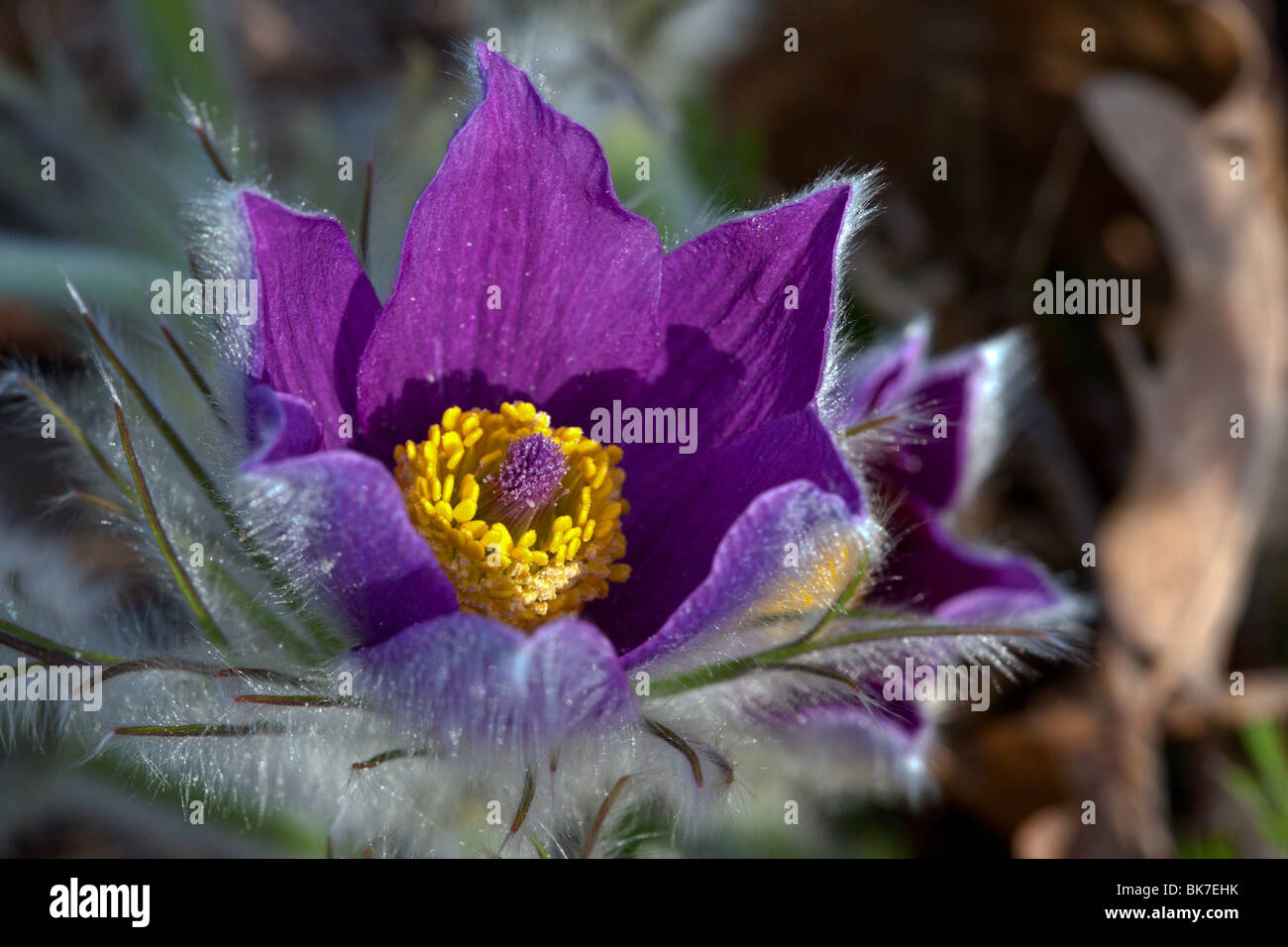 Haller's Pasque flower (Pulsatilla halleri) in bloom. Charles Lupica ...