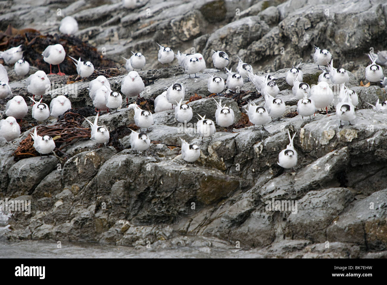Rain on rocks hi-res stock photography and images - Alamy
