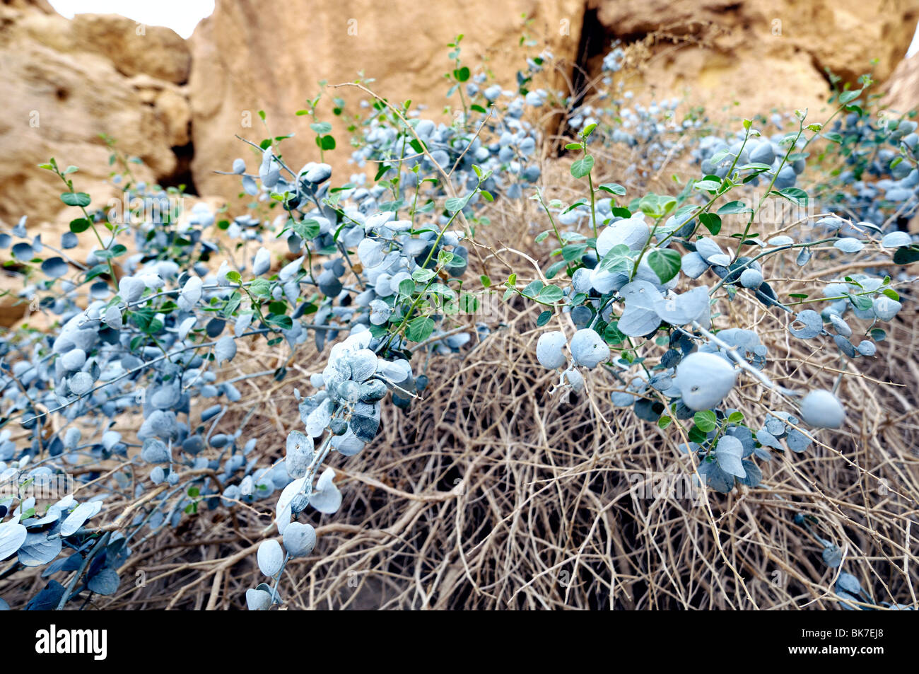 Caper plant hi-res stock photography and images - Alamy