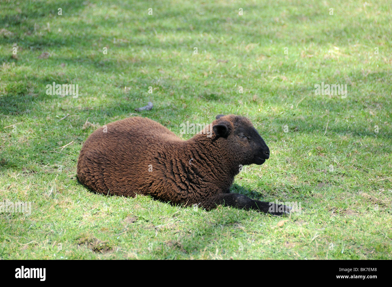 Woolly Brown Sheep High Resolution Stock Photography and Images - Alamy