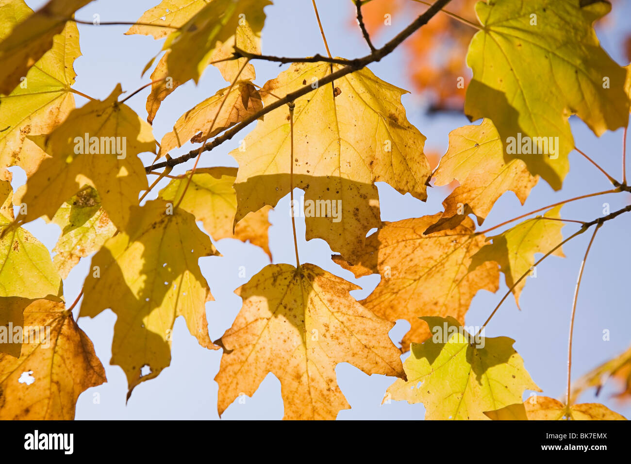 Lighting maple hi-res stock photography and images - Alamy