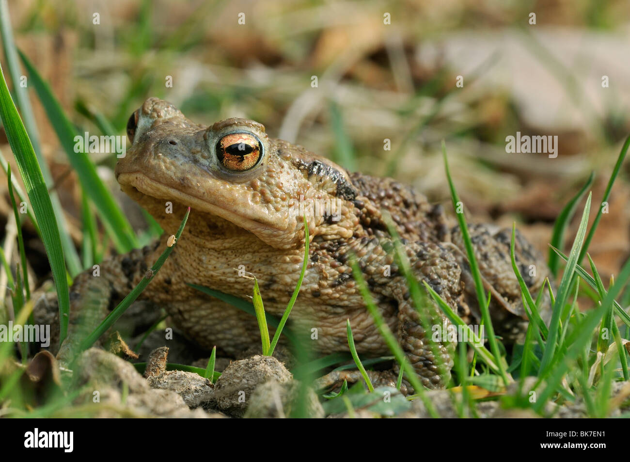 Common toad bufo one hi-res stock photography and images - Alamy