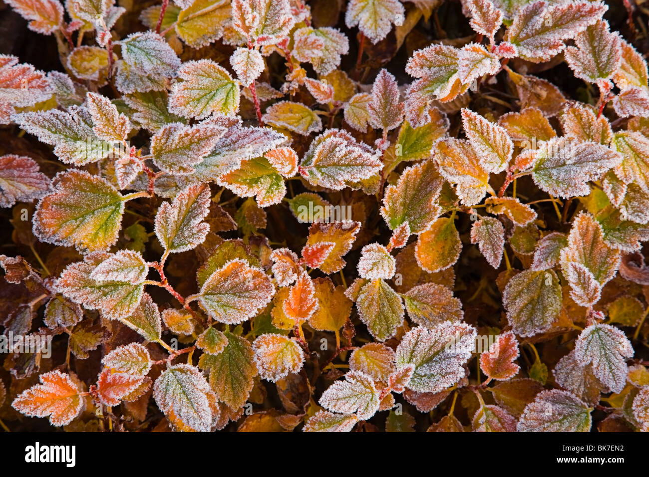 Frost on leaves of plant Stock Photo - Alamy