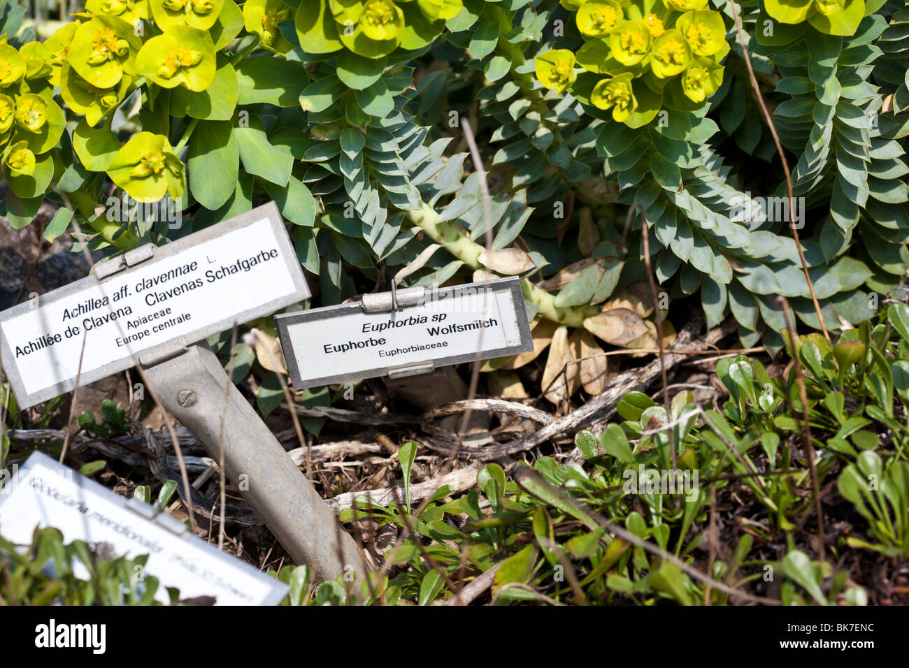 Creeping myrtle hi-res stock photography and images - Alamy