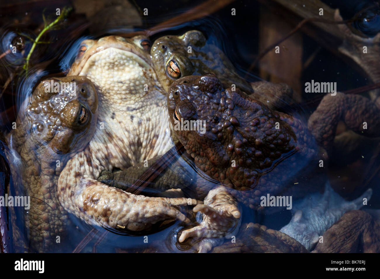 Frogs mating hi-res stock photography and images - Alamy