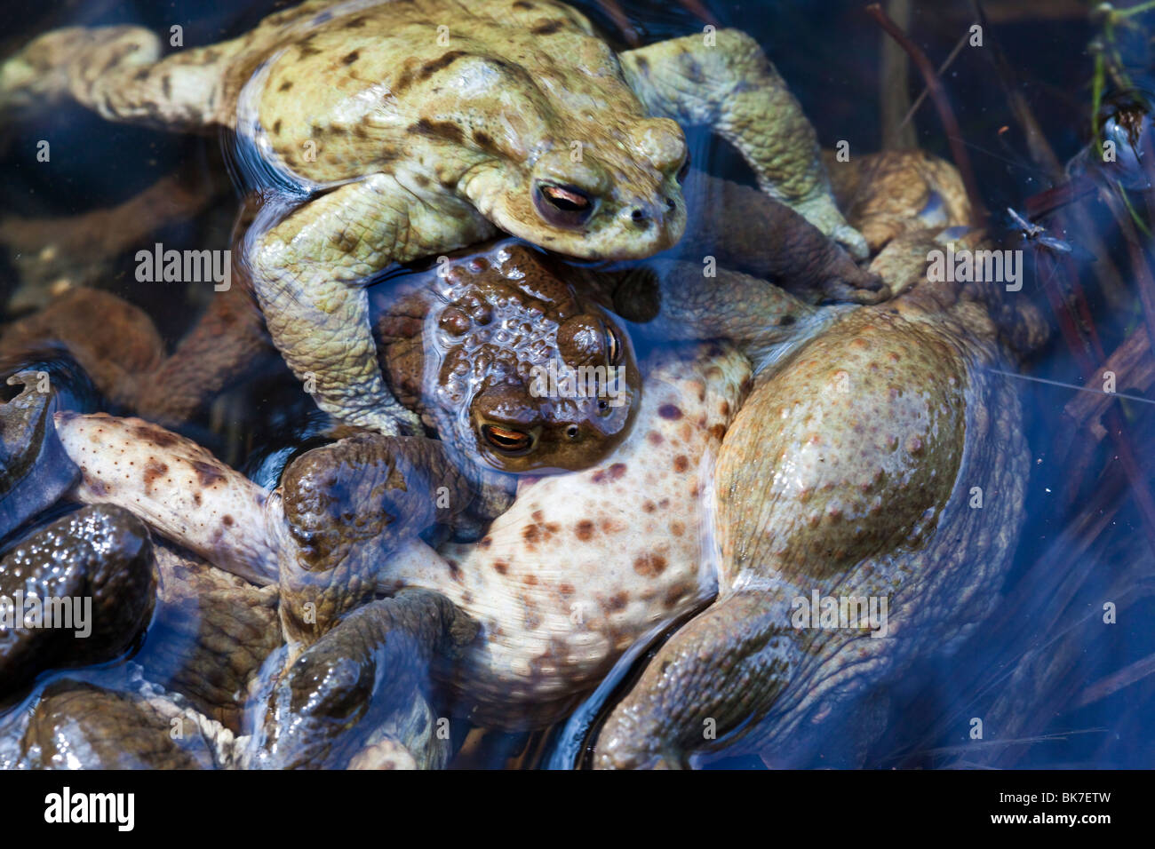 Frogs mating hi-res stock photography and images - Alamy