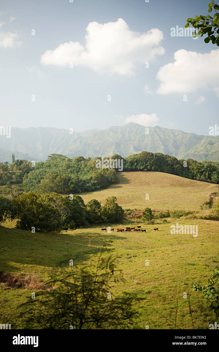 Hawaiian cattle hi-res stock photography and images - Alamy
