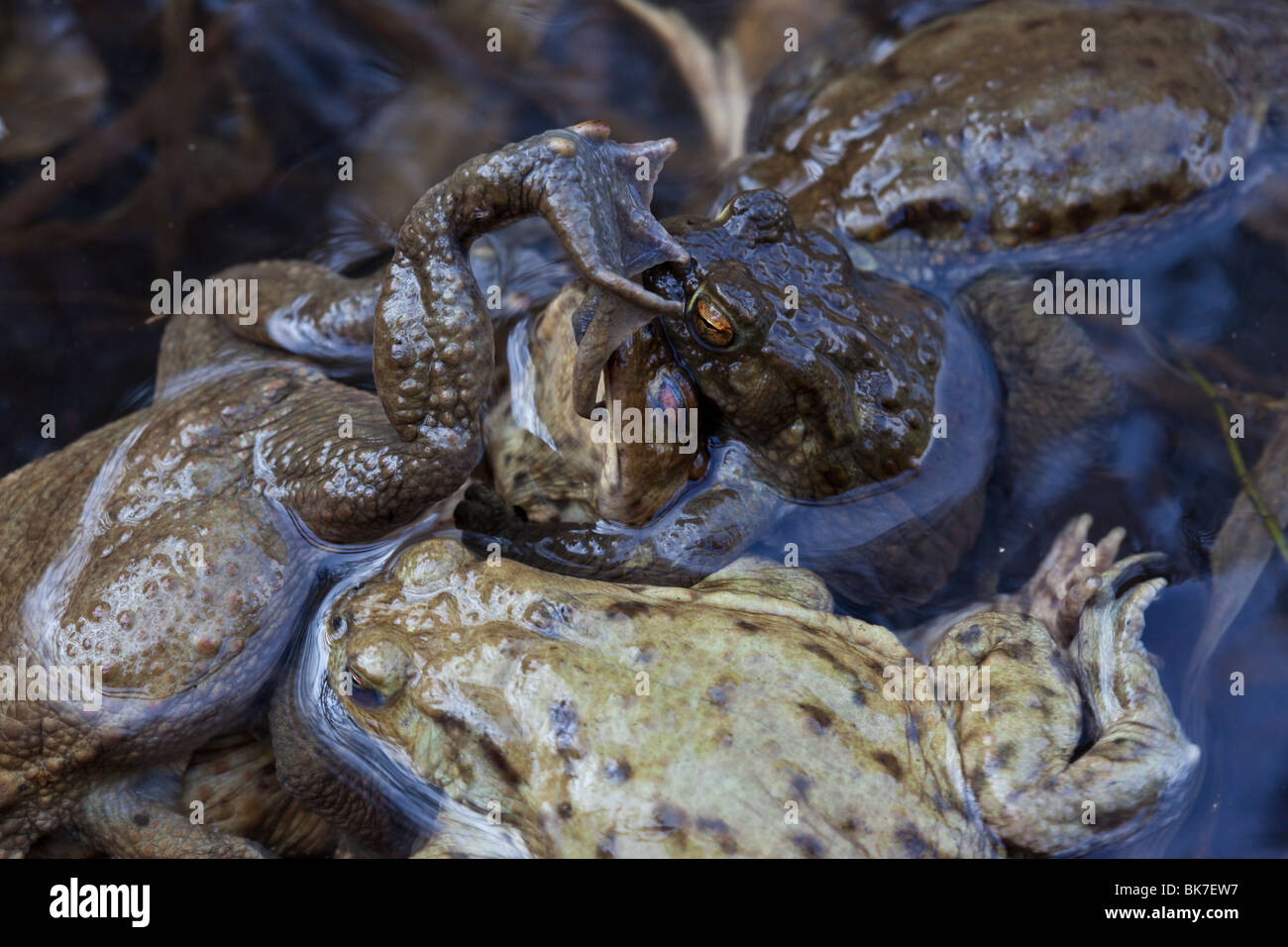 Frogs mating. Charles Lupica Stock Photo - Alamy