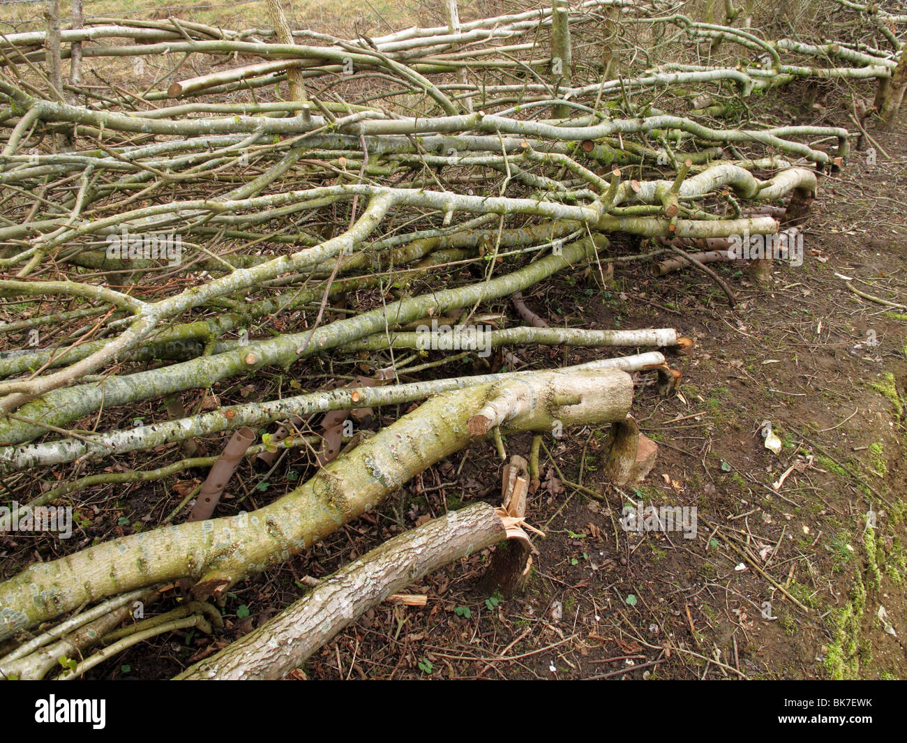Hedge laying hi-res stock photography and images - Alamy