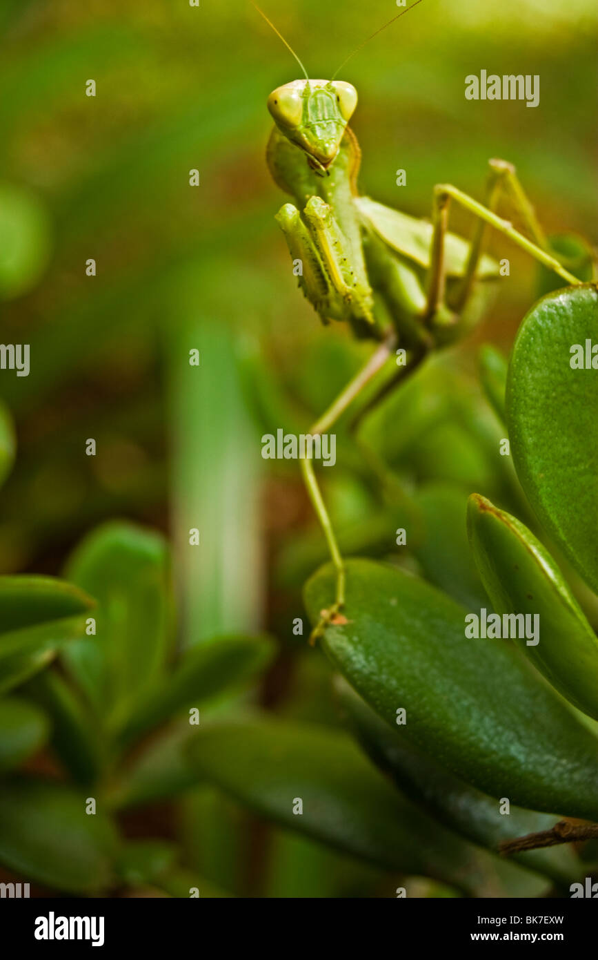 Praying Mantis closeup Stock Photo - Alamy