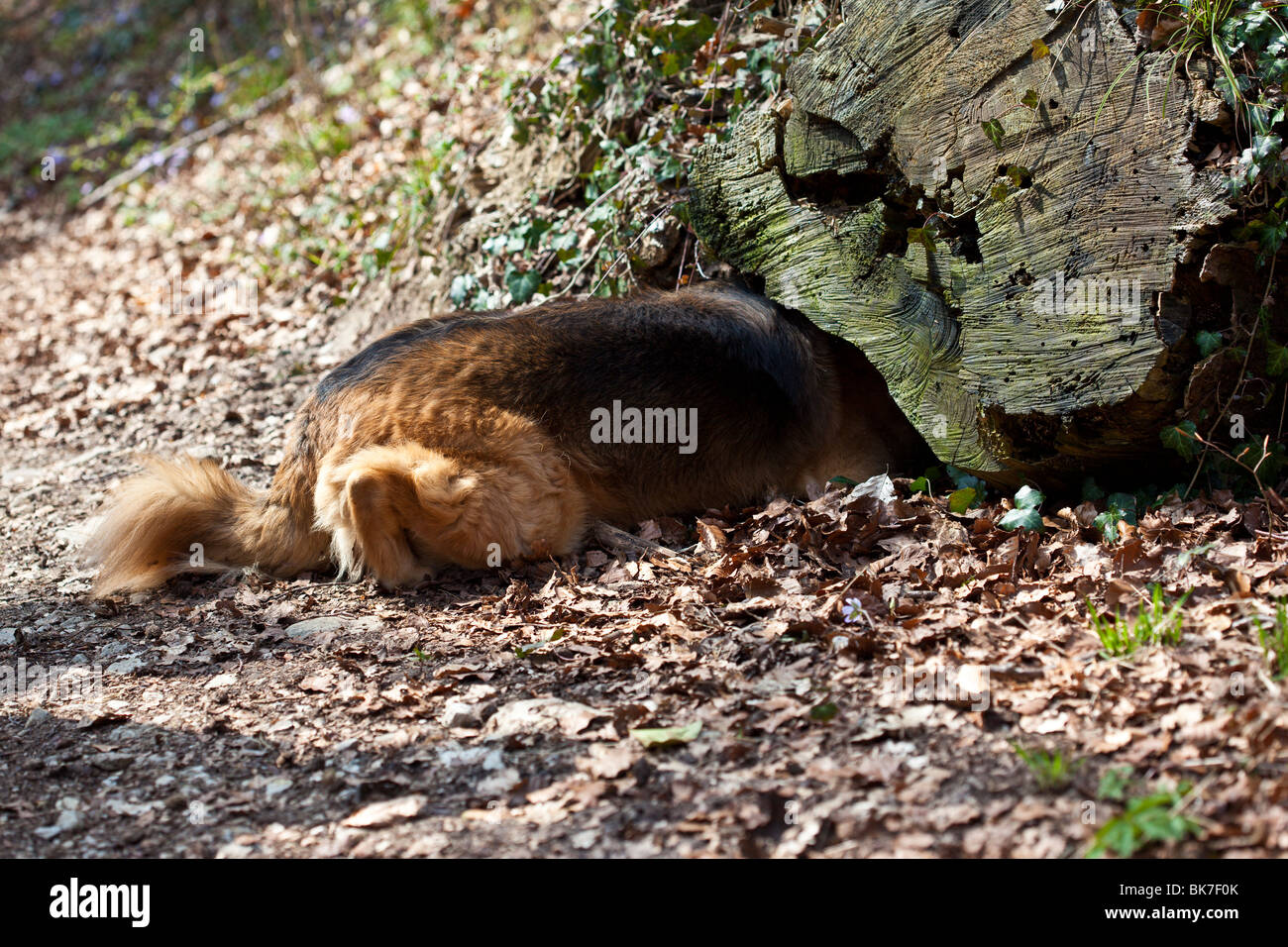 Under A Log High Resolution Stock Photography and Images - Alamy