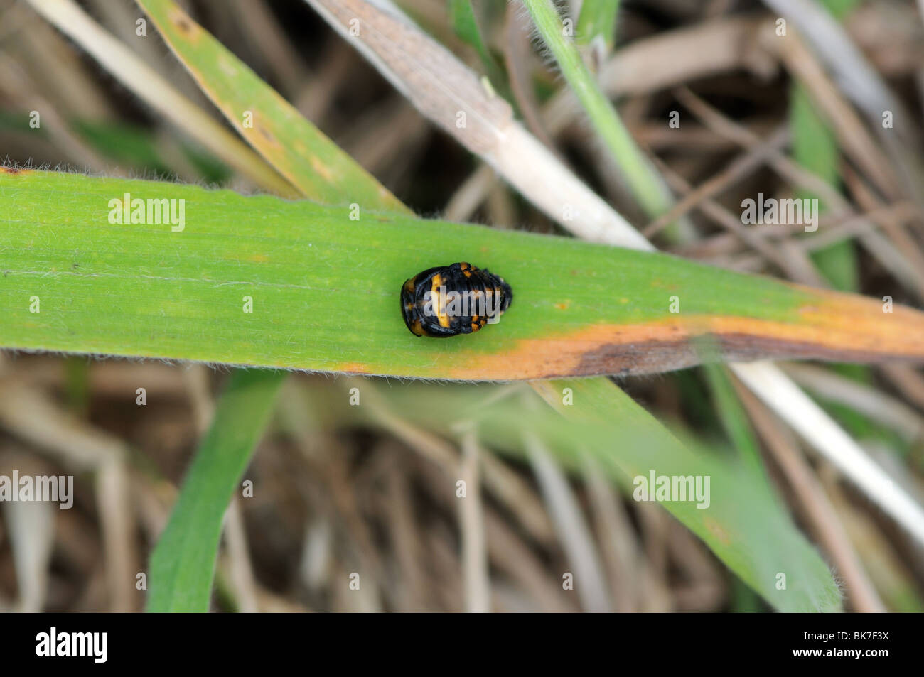 Insect larva on blade of grass Stock Photo - Alamy
