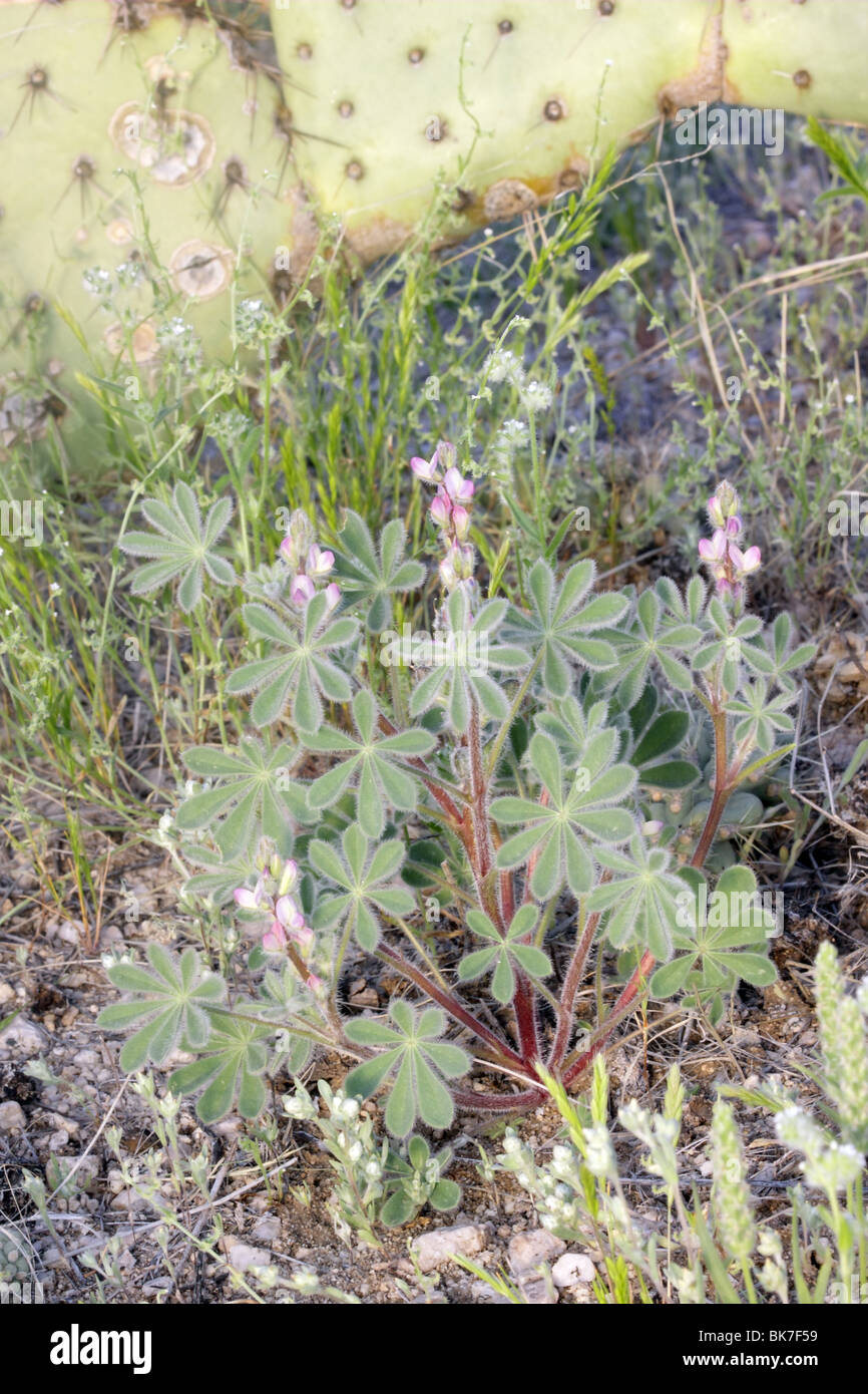 Bajada hi-res stock photography and images - Alamy