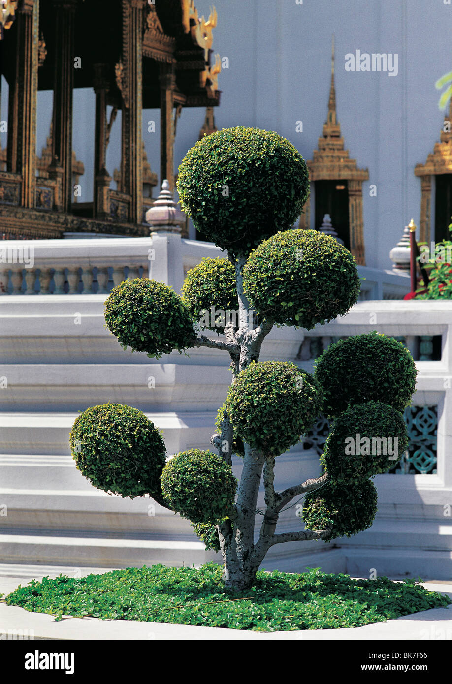 Clipped tree, Royal Palace, Bangkok, Thailand, Southeast Asia, Asia ...