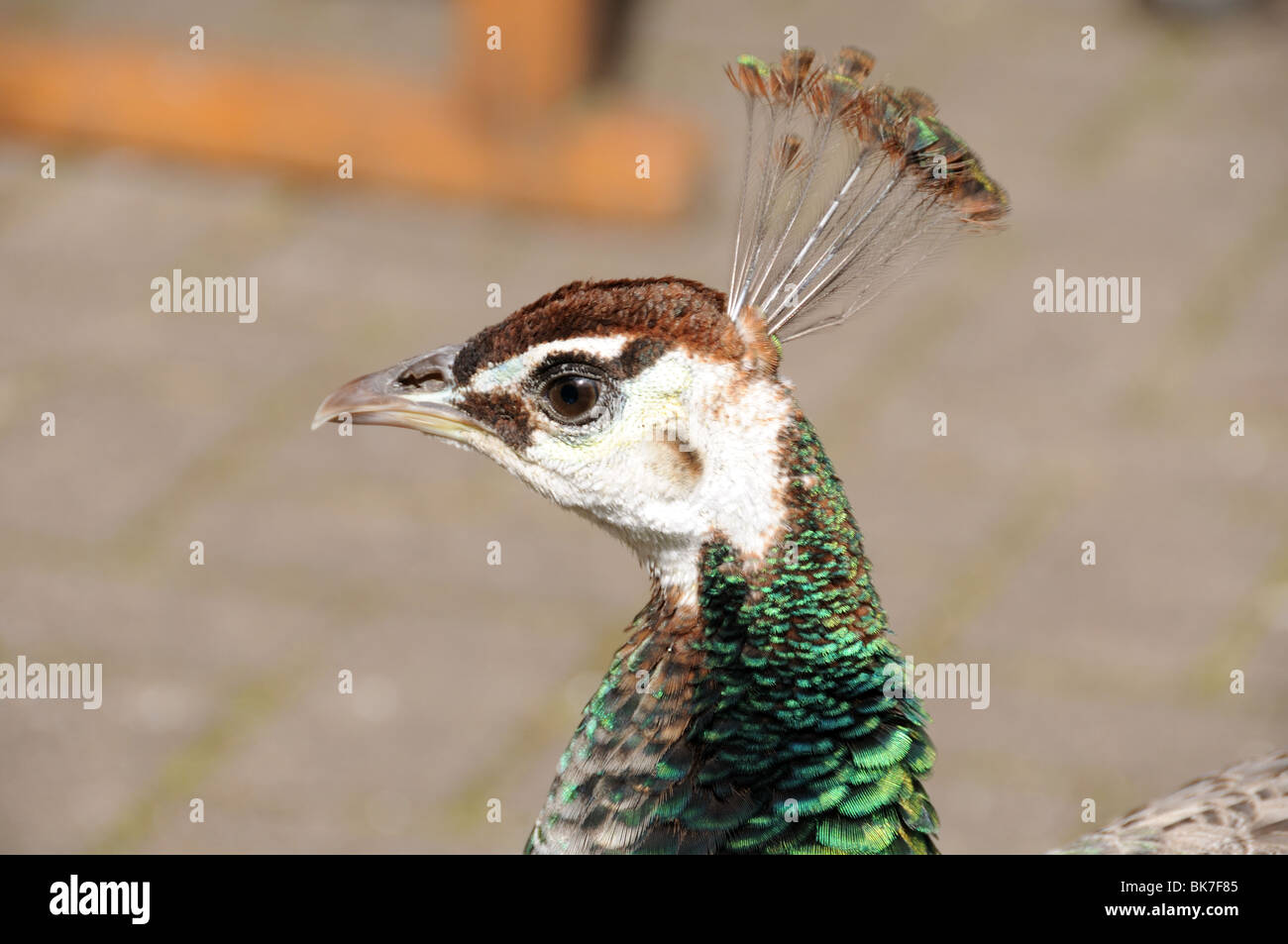 Peahen bird hi-res stock photography and images - Alamy