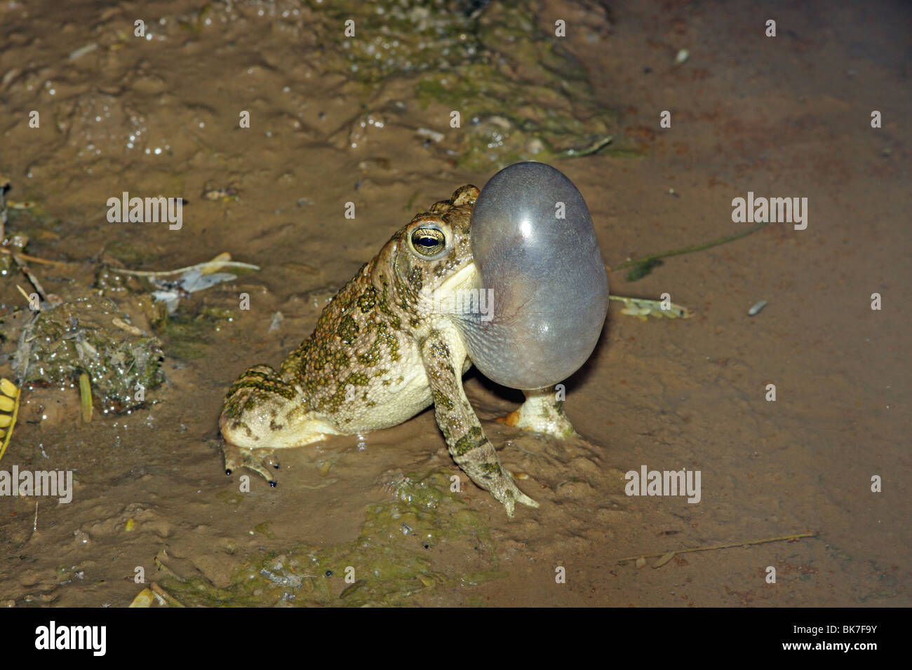 Great Plains Toad Adult singing Stock Photo - Alamy