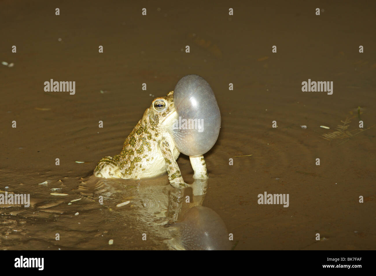 Great Plains Toad Adult singing Stock Photo - Alamy