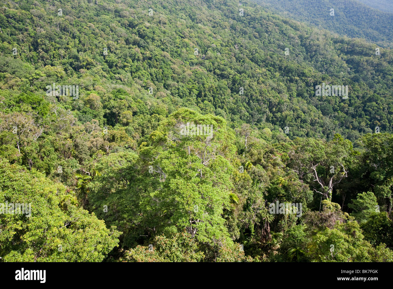The forest canopy of the Daintree rainforest in northern Queensland ...