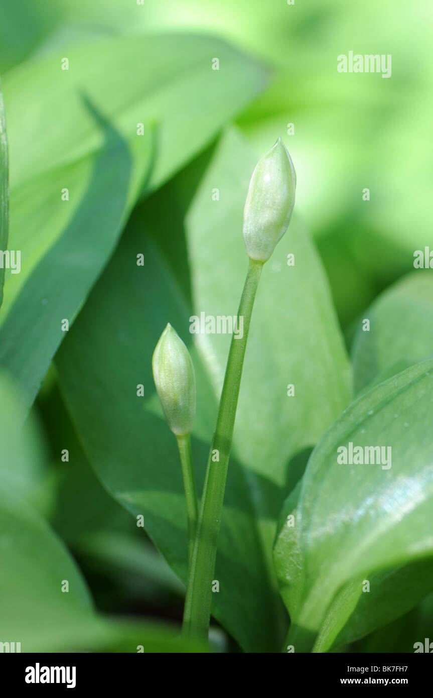 Garlic buds hi-res stock photography and images - Alamy