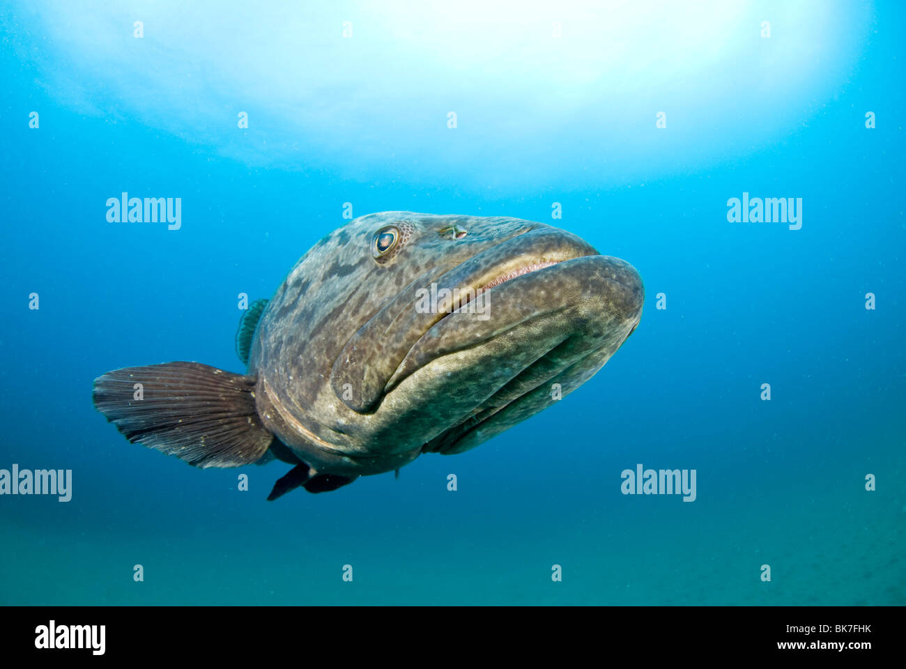 Potato cod epinephelus tukula south hi-res stock photography and images ...
