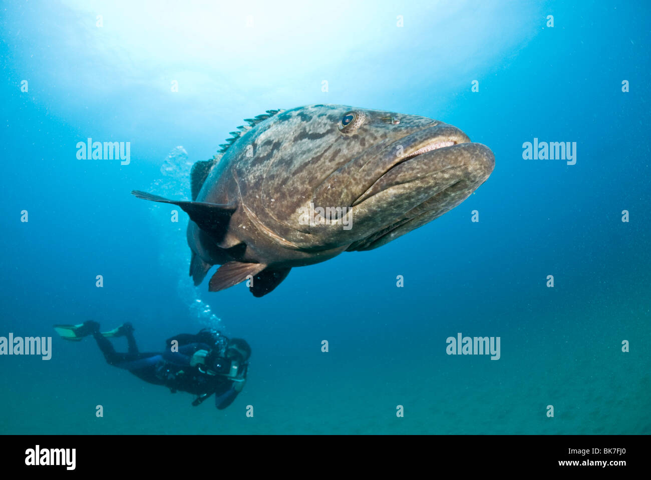 Epinephelus tukula indian hi-res stock photography and images - Alamy