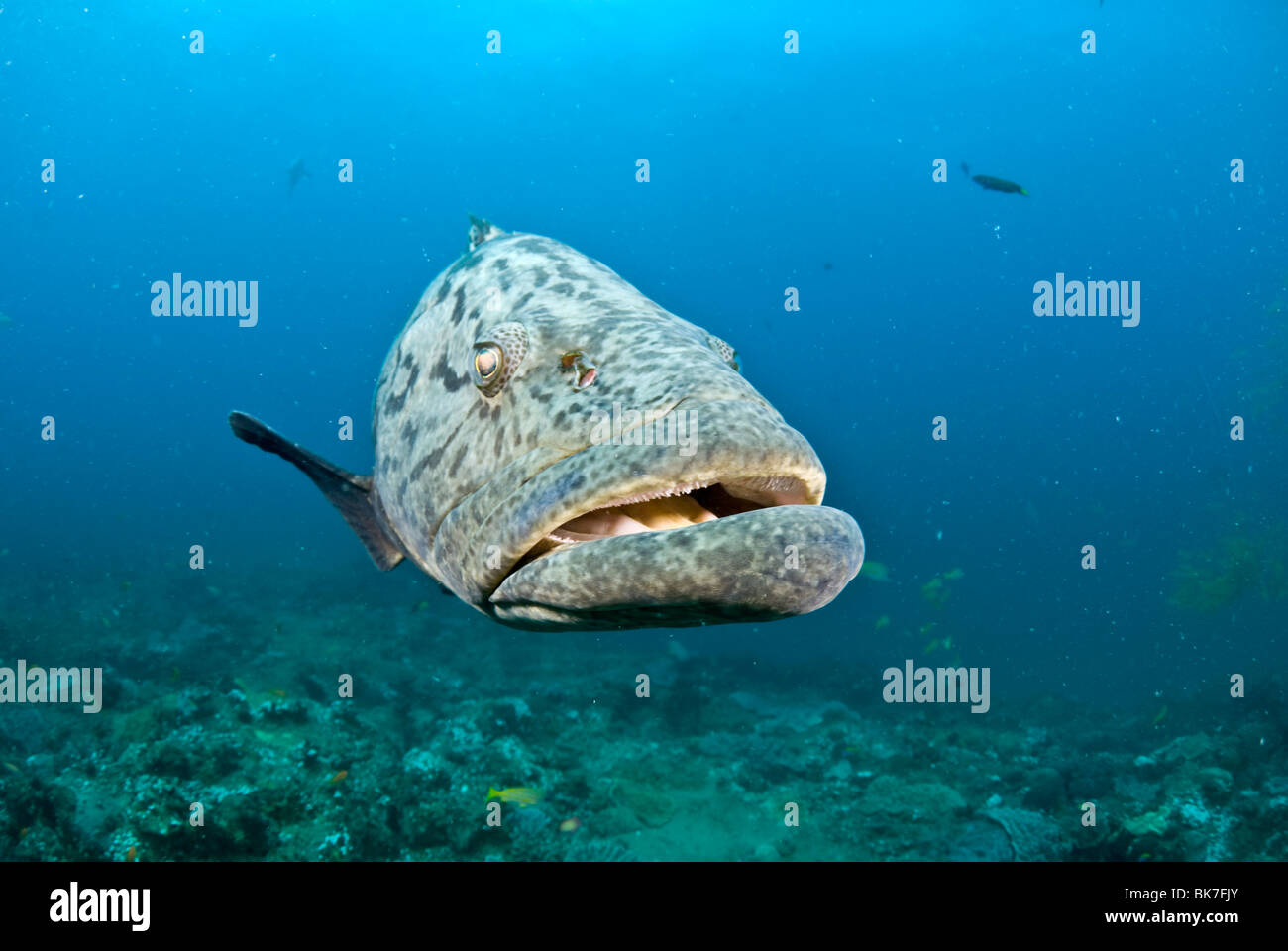 Potato cod, Epinephelus tukula, South Africa, Indian Ocean Stock Photo ...