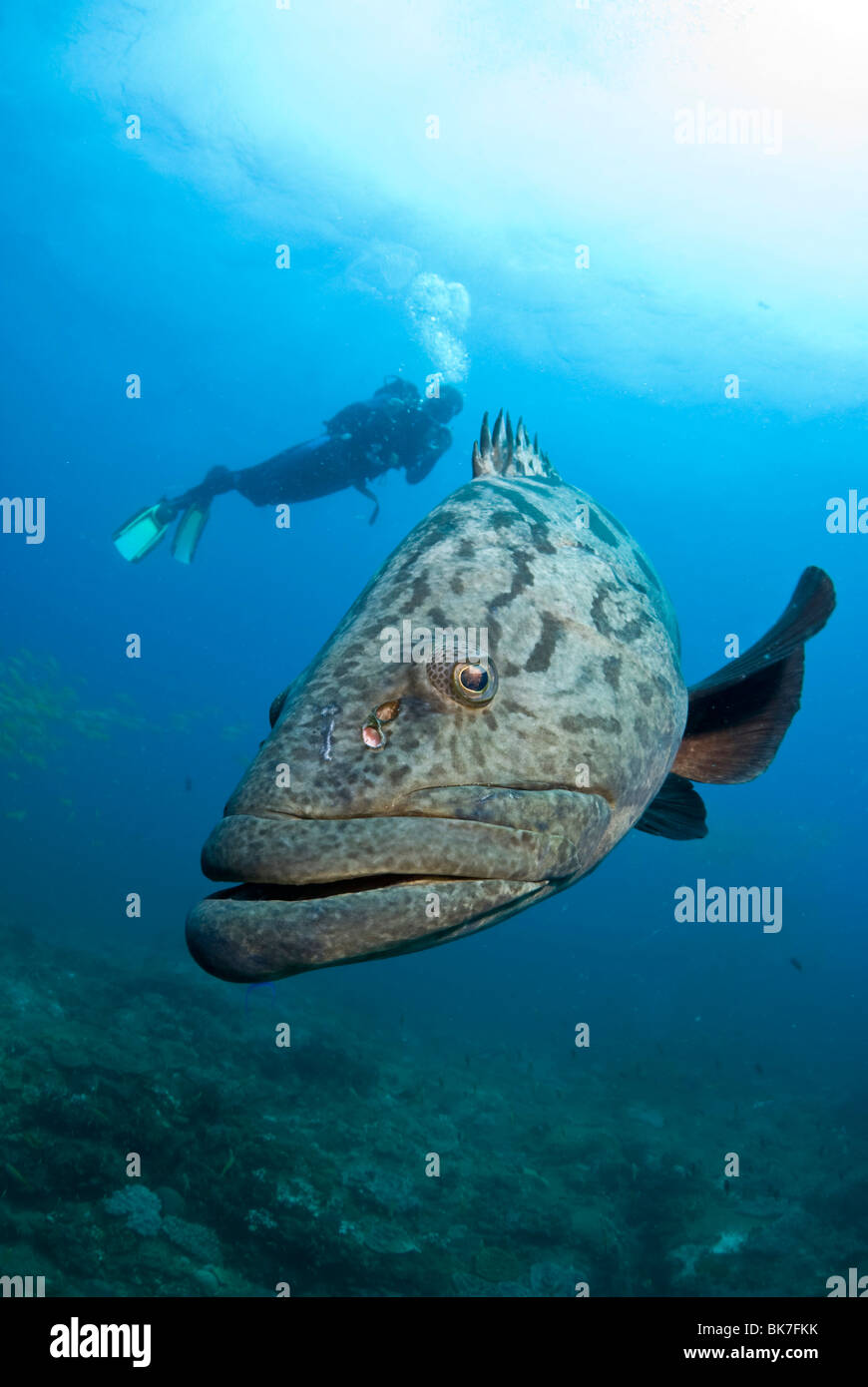 Potato cod, Epinephelus tukula, South Africa, Indian Ocean Stock Photo ...
