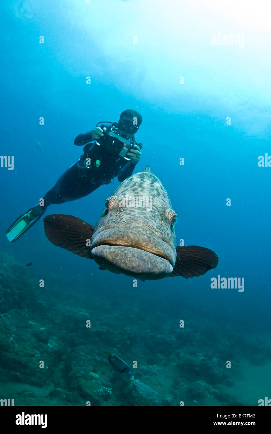 Potato cod hi-res stock photography and images - Alamy