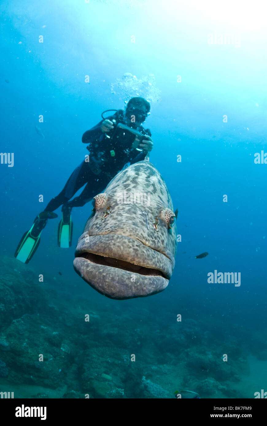 Potato cod, Epinephelus tukula, South Africa, Indian Ocean Stock Photo ...