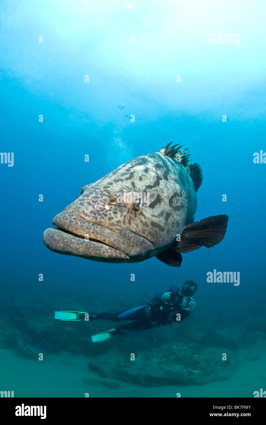 Potato cod epinephelus tukula south hi-res stock photography and images ...