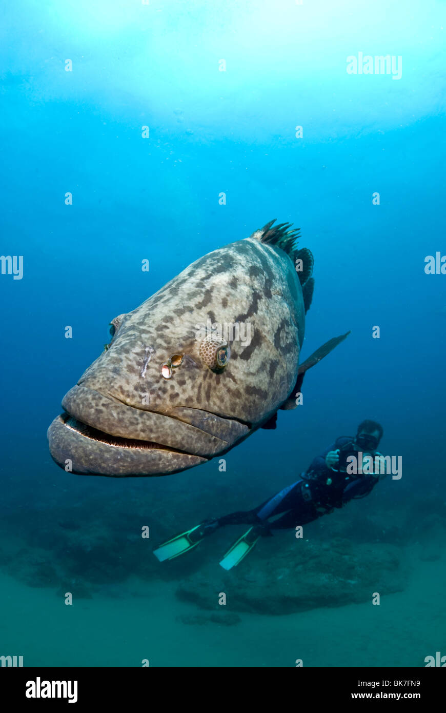 Potato cod, Epinephelus tukula, South Africa, Indian Ocean Stock Photo ...