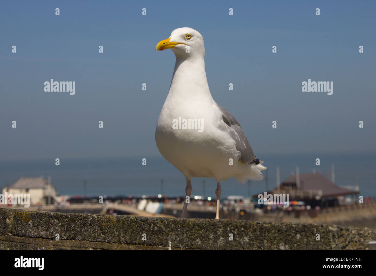 Seabird british seagull hi-res stock photography and images - Alamy