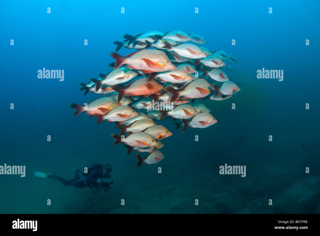 School of snappers, South Africa Stock Photo - Alamy